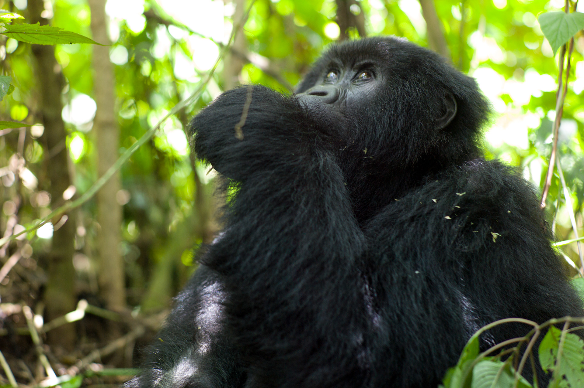 Global Nomad - 17 Virunga National Park