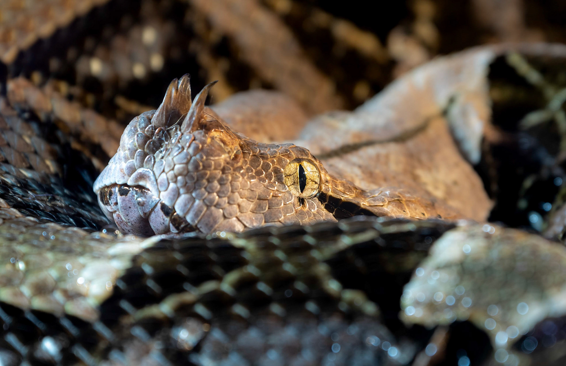Arup Photography - Reptiles