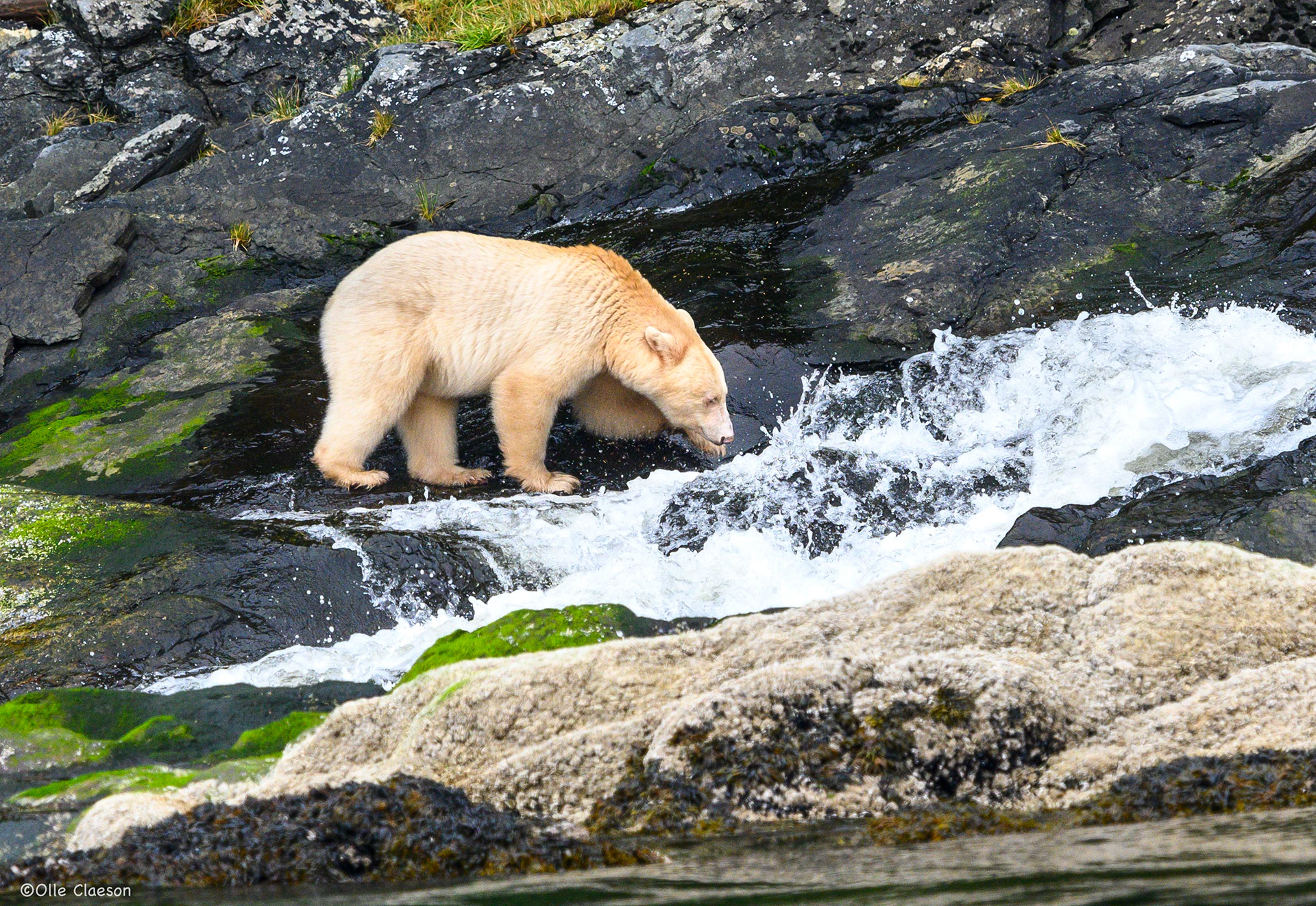 Olle Claeson - The Great Bear Rainforest - British Columbia, Canada
