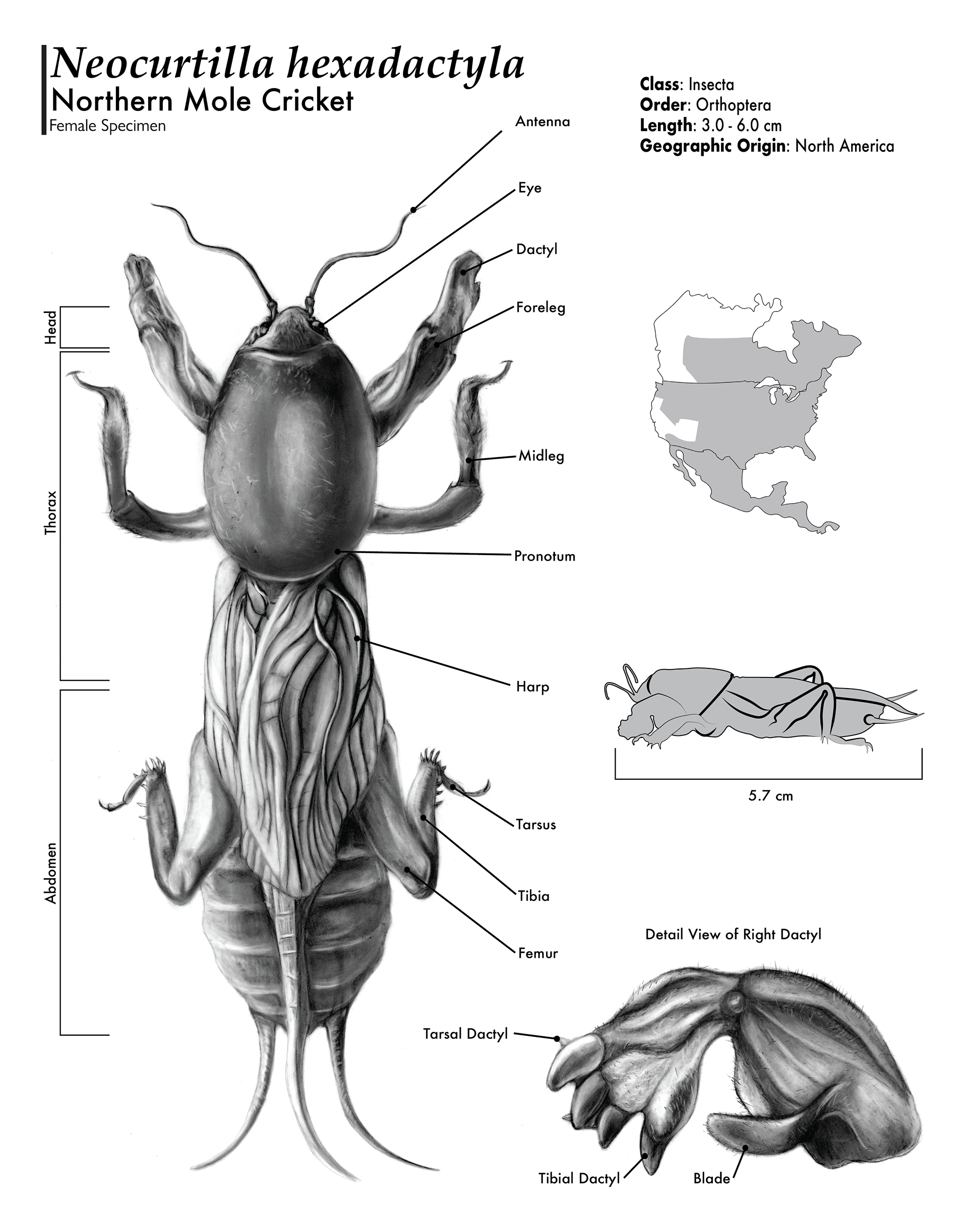 Chyna Laporte - Scientific Illustration