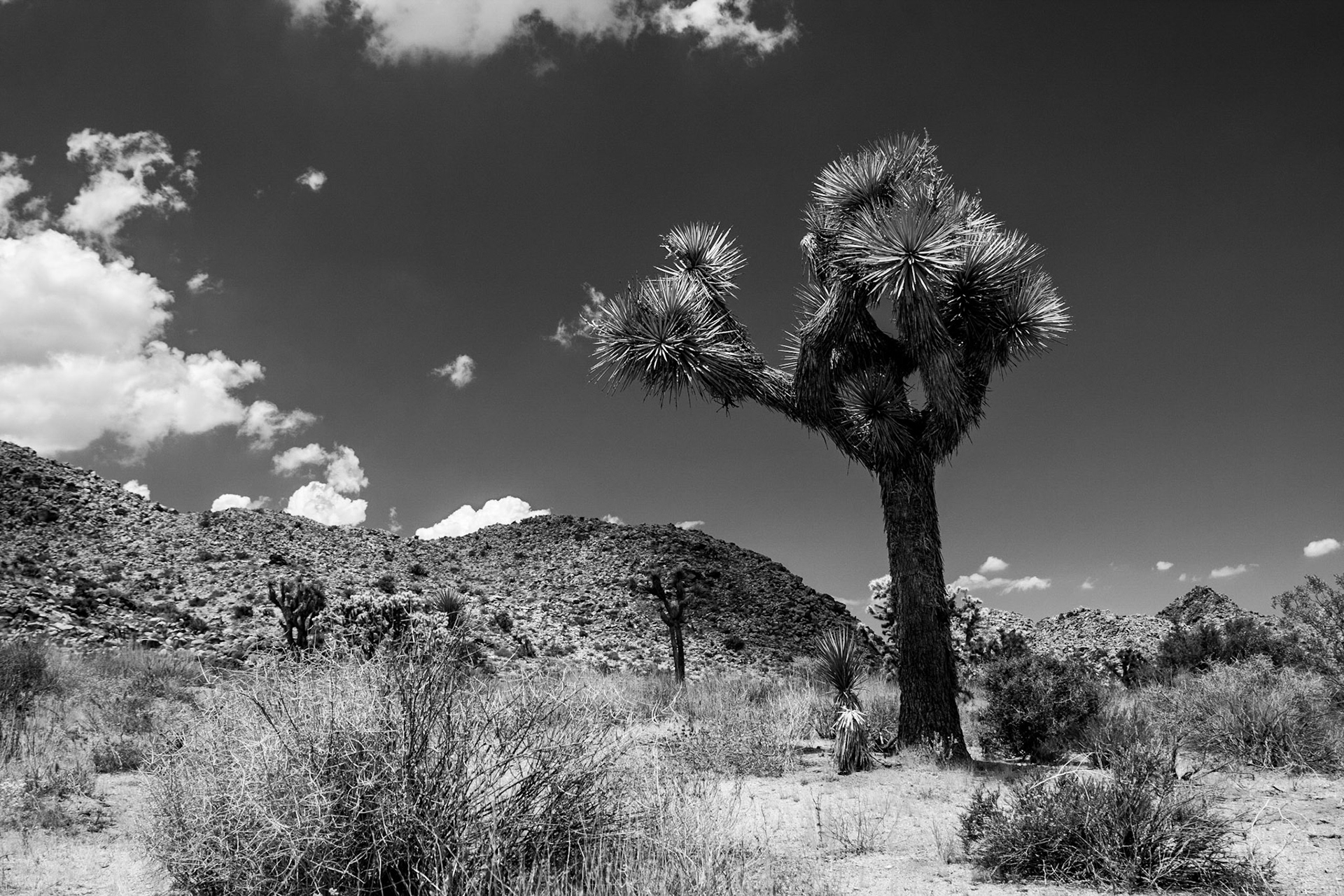 Chris Alberts Photography - Landscape Ansel Adam style