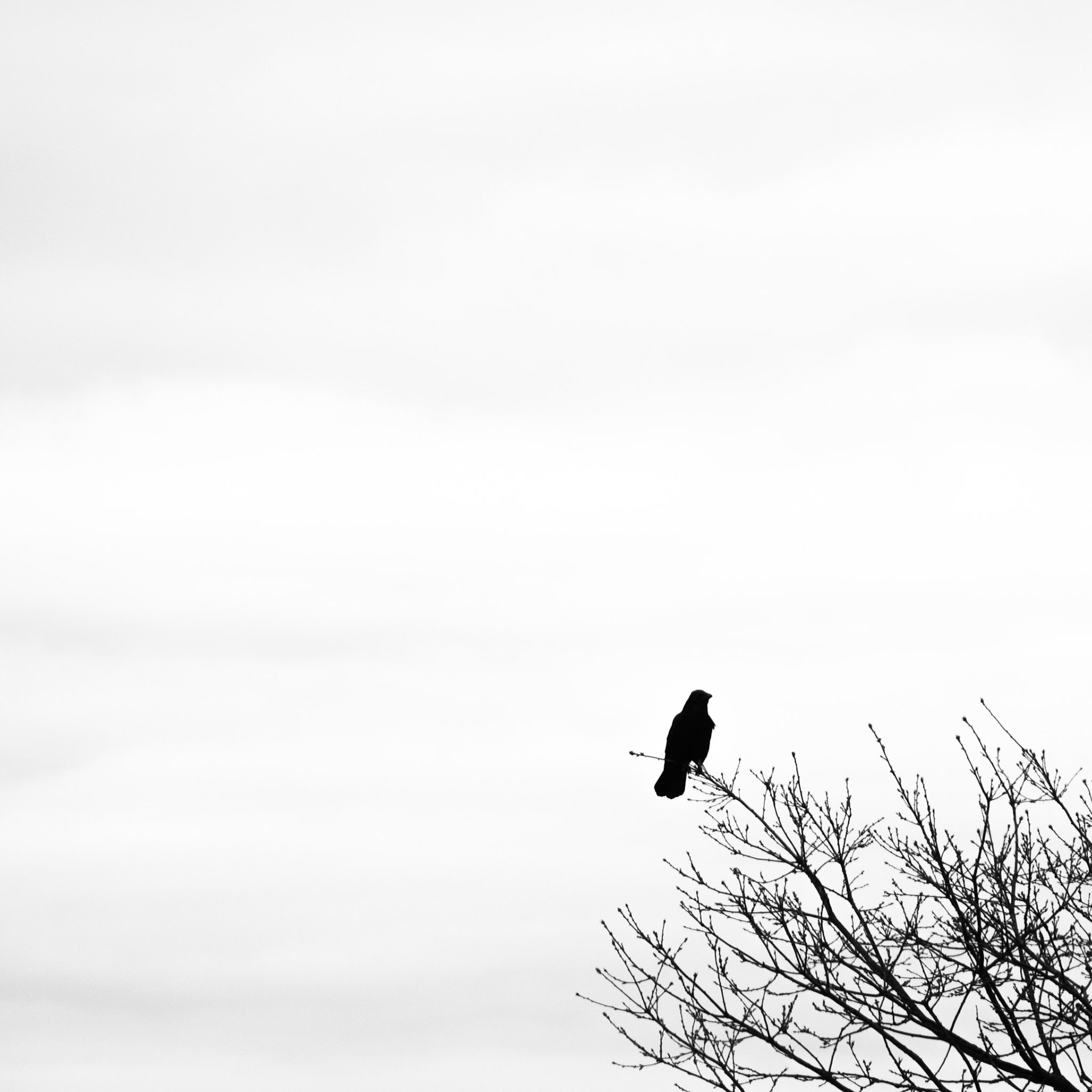 Han Dou - Black Bird Fly